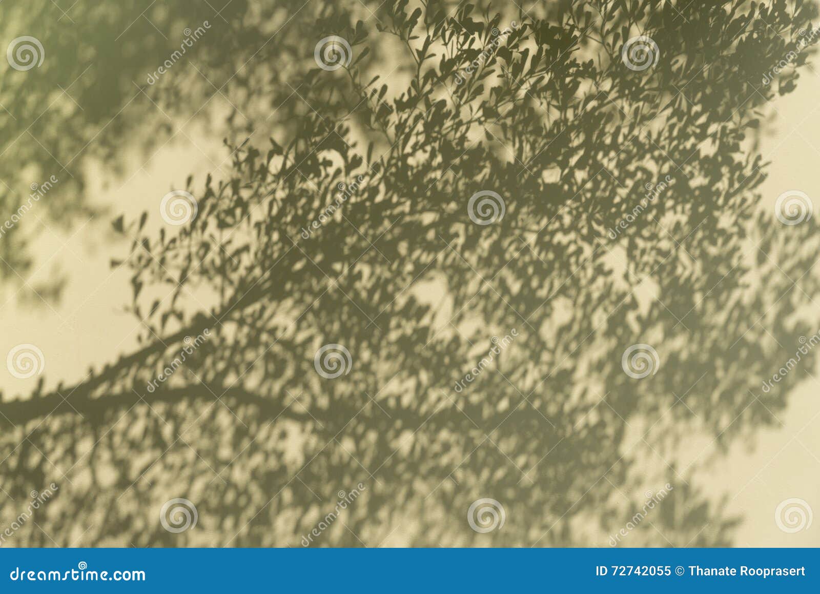 Tree Shadows on the Wall. stock image. Image of nature - 72742055