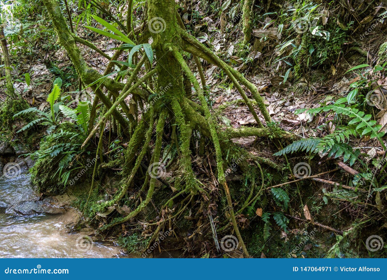 TREE with SHALLOW ROOTS stock image. Image of environmental - 147064971