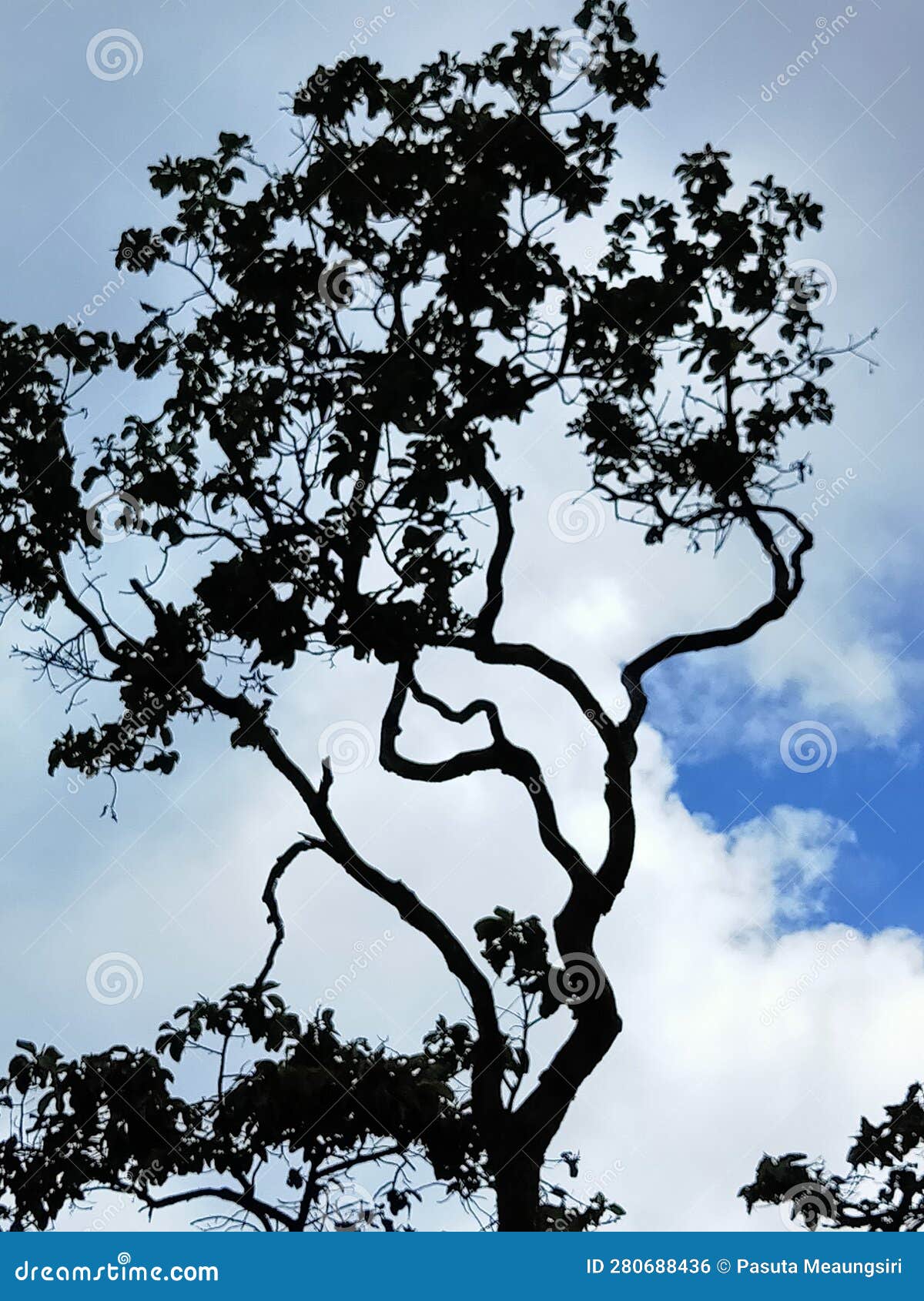 Tree Shape and Form with Clear Sky Stock Photo - Image of form, clear ...