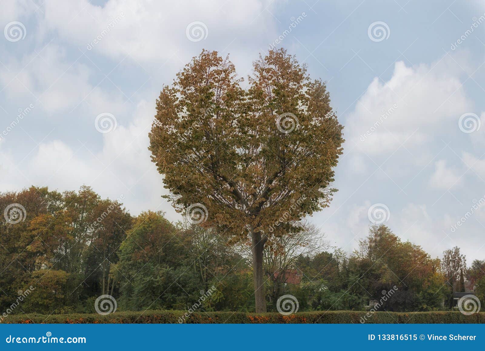 Tree in the Shape of Heart in Autumn Stock Image - Image of plant ...