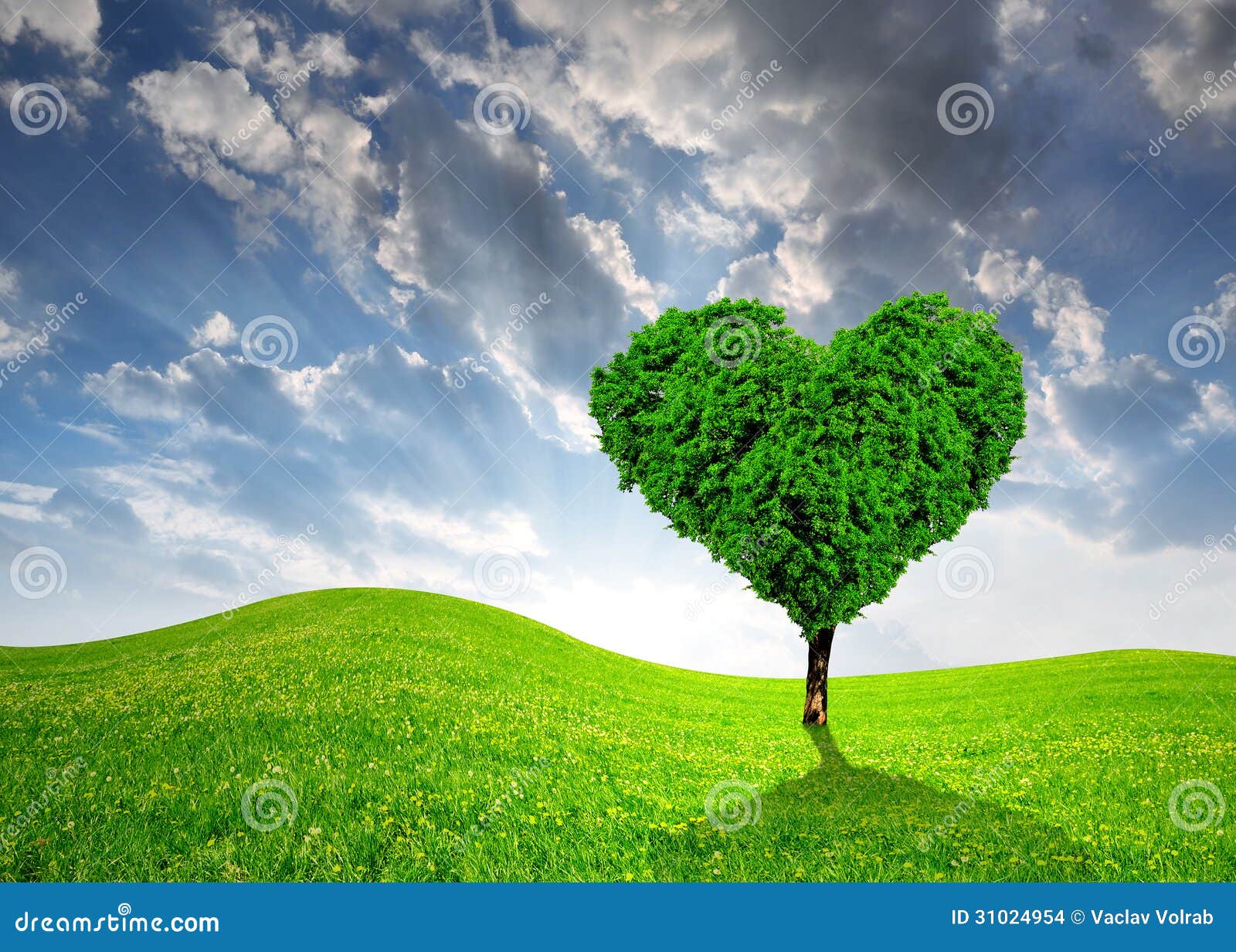 Tree in the shape of heart stock photo. Image of foliage - 31024954