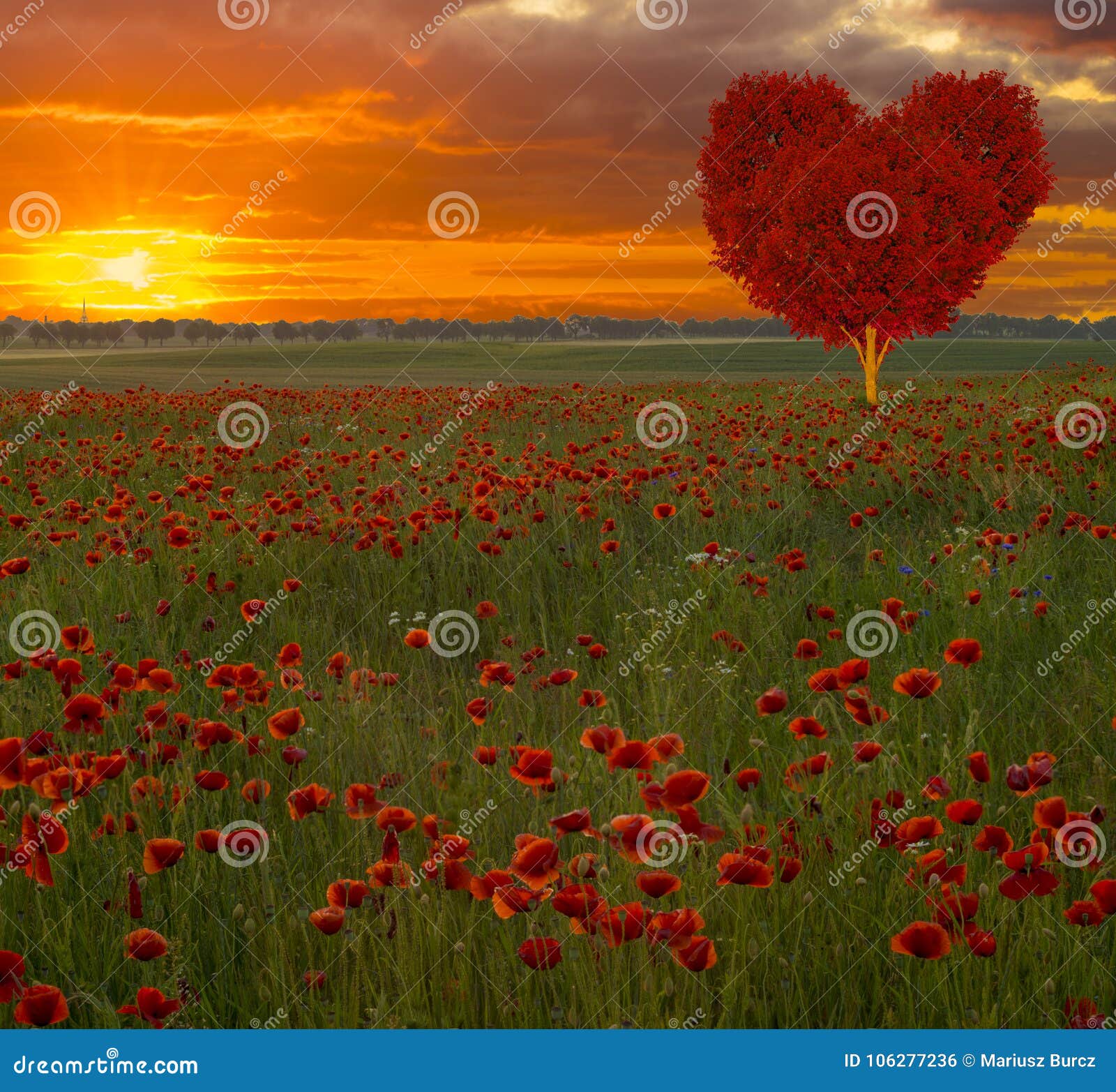 Tree in the Shape of a Red Heart on the Poppy Meadow Stock Photo ...