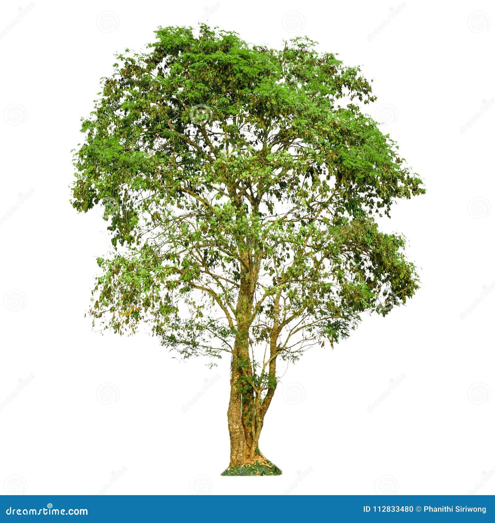 A Tree Shape and Tree Branch on White Background for Isolate the ...