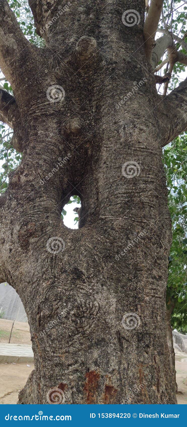 Tree and shape stock photo. Image of shape, tree, natural - 153894220