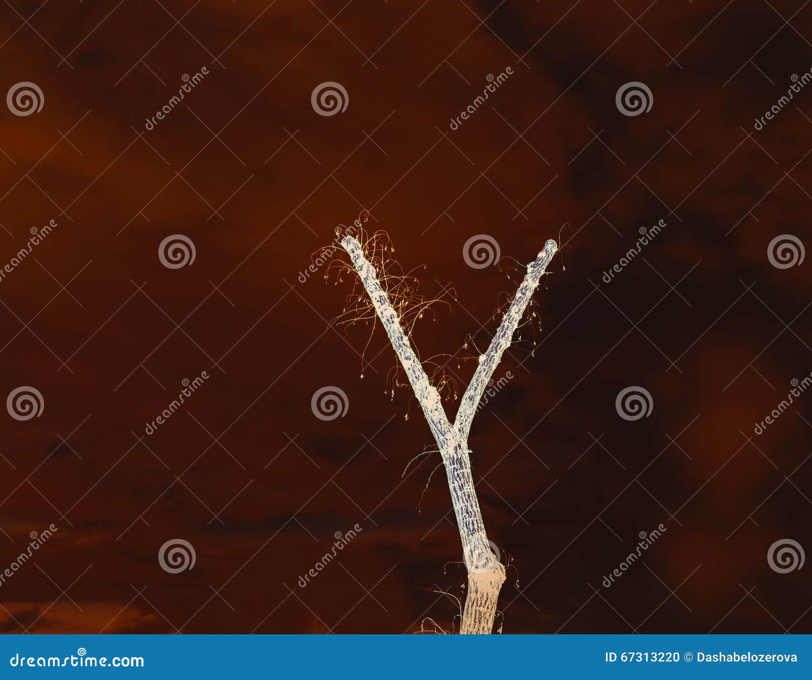 Tree in shape of y stock photo. Image of ideas, tree - 67313220