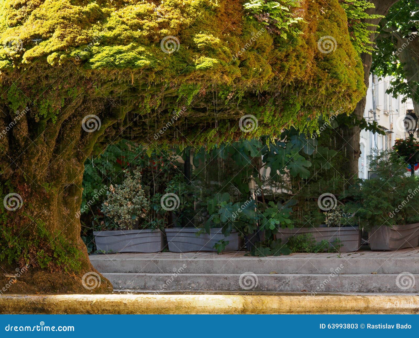 Tree shaped fountain stock image. Image of brightness - 63993803