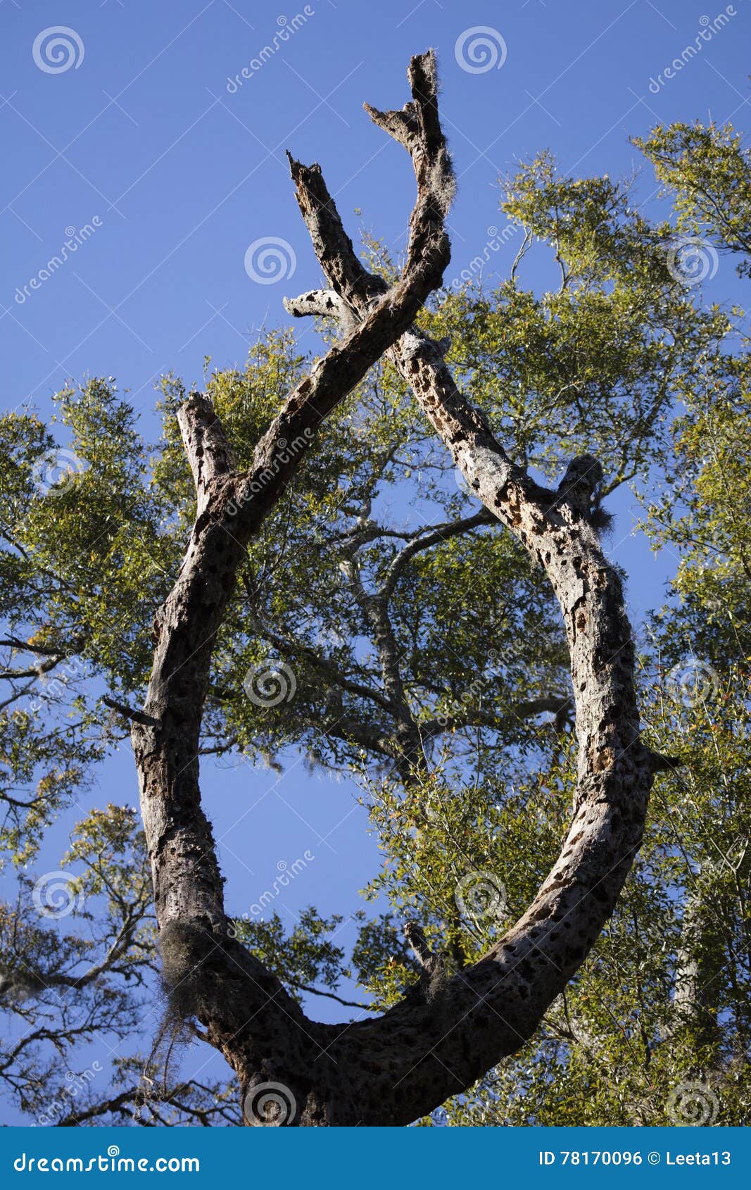 Tree Shaped Like Letter O stock photo. Image of abstract - 78170096