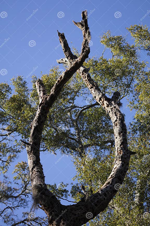 Tree Shaped Like Letter O stock photo. Image of abstract - 78170096