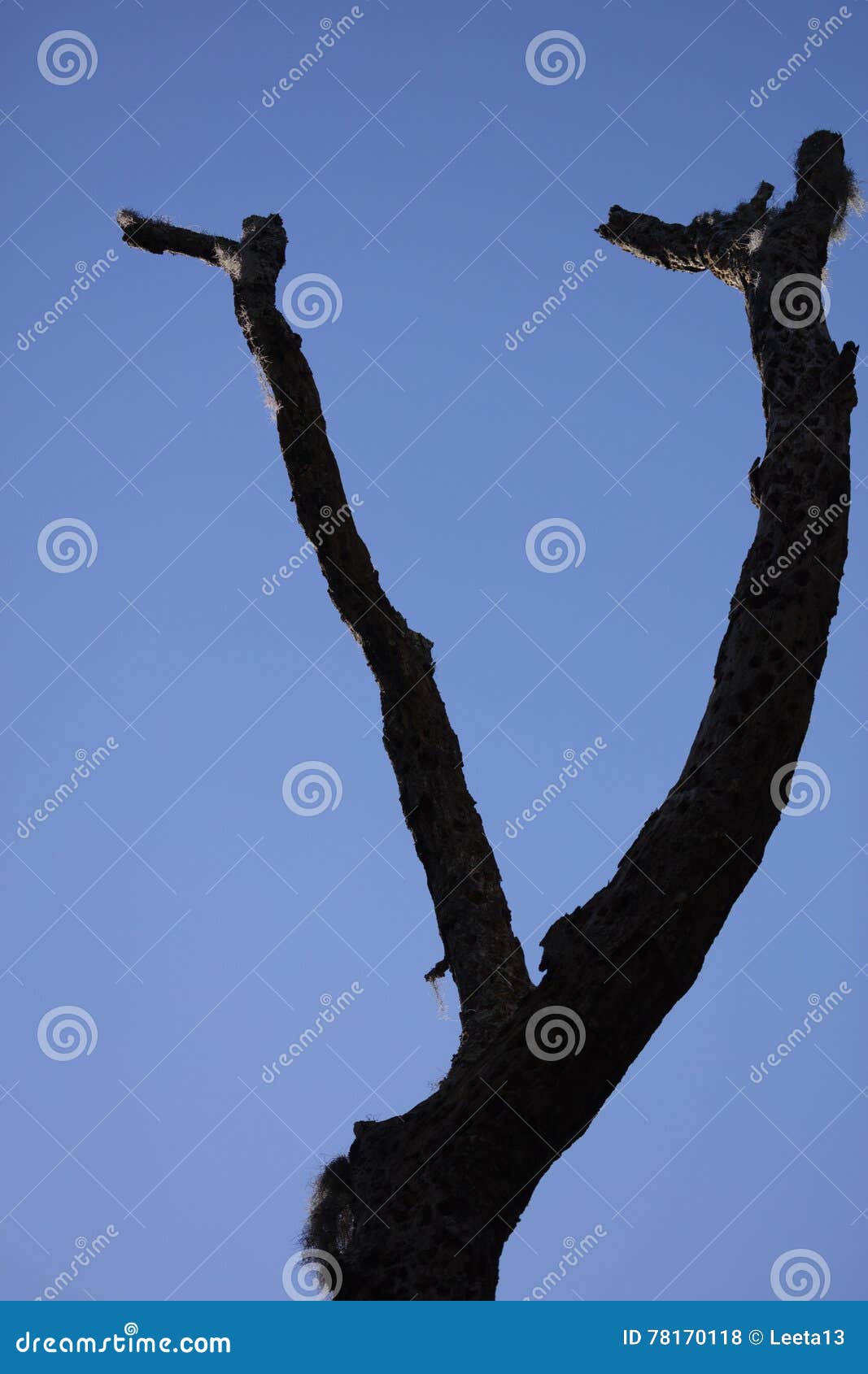Tree Shaped Like Letter Y stock photo. Image of suggestion - 78170118