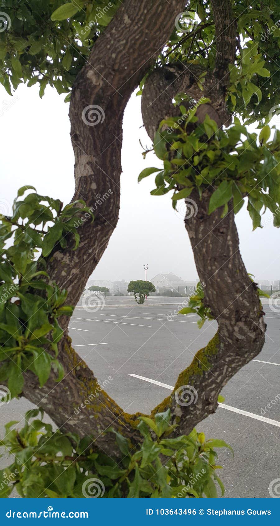 Tree shapes stock photo. Image of shapes, tree, trees - 103643496