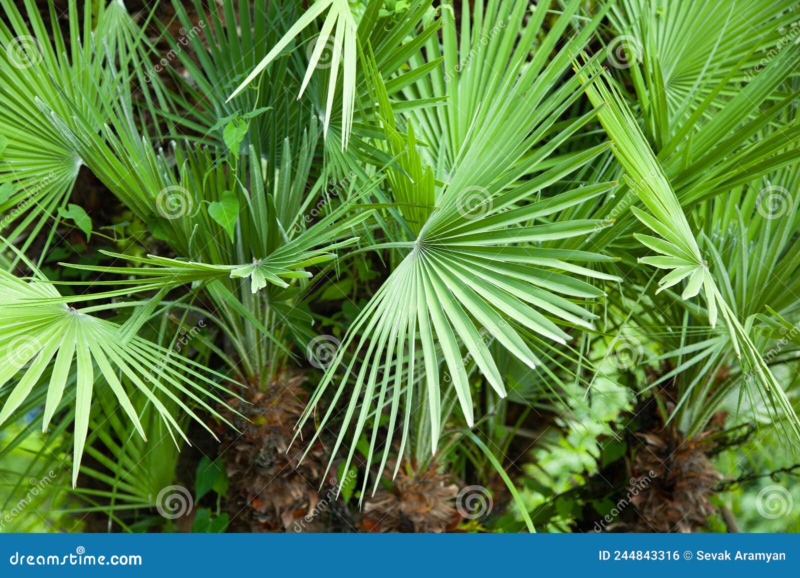A tree with sharp leaves stock photo. Image of tropic - 244843316