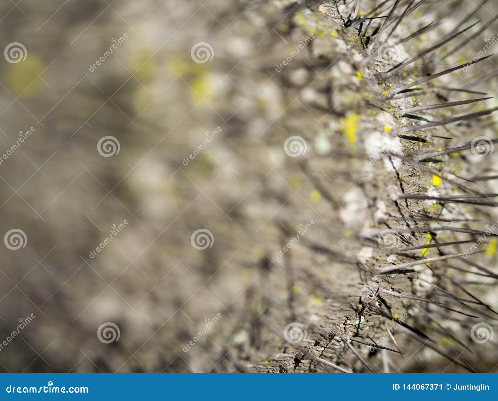 Tree with Sharp Pointy Spike Stock Image - Image of horror, danger ...