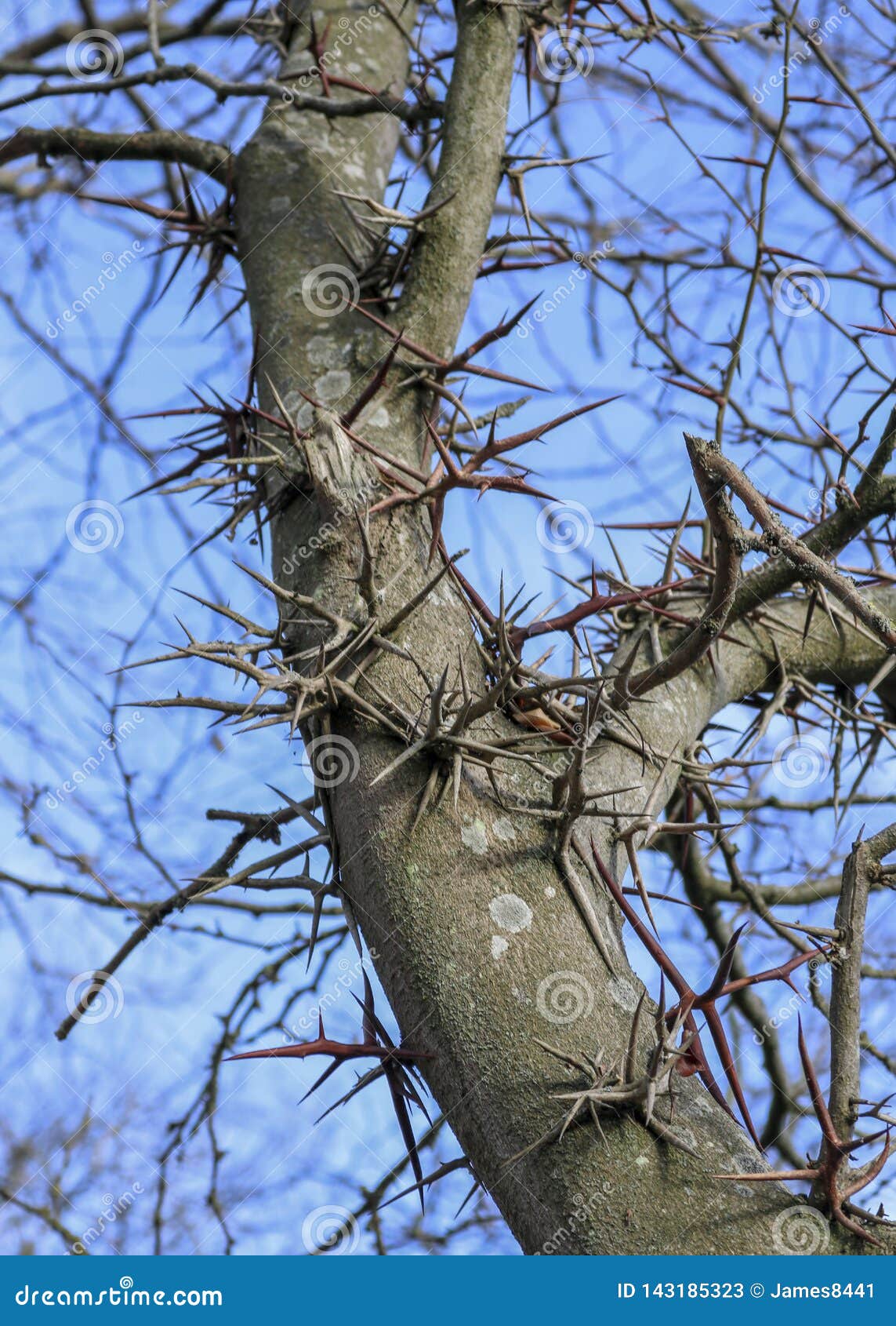 Tree With Sharp Spikes On Trunk Stock Image Image Of Nature Acute 143185323