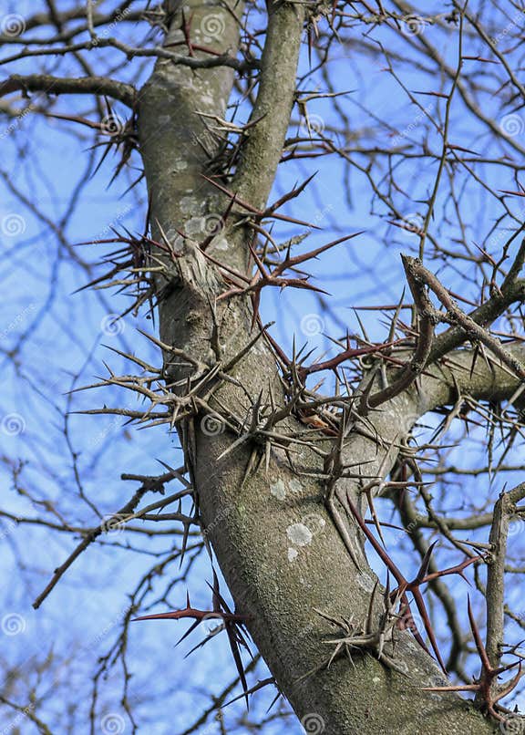 Tree with Sharp Spikes on Trunk. Stock Image - Image of nature, acute ...