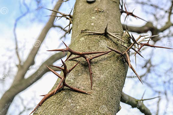 Tree with Sharp Spikes on Trunk. Stock Image - Image of green, plant ...