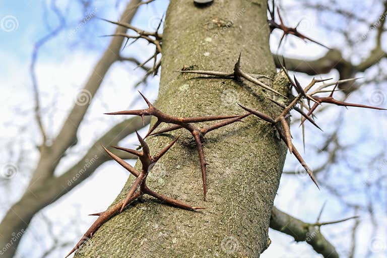 Tree with Sharp Spikes on Trunk. Stock Image - Image of green, plant ...