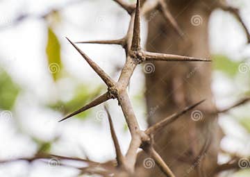 Tree with sharp thorns stock photo. Image of thorn, thorny - 42016234