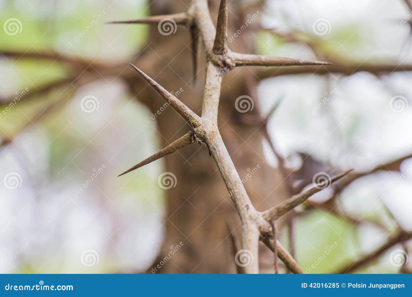 Tree with sharp thorns stock image. Image of thorns, background - 42016285