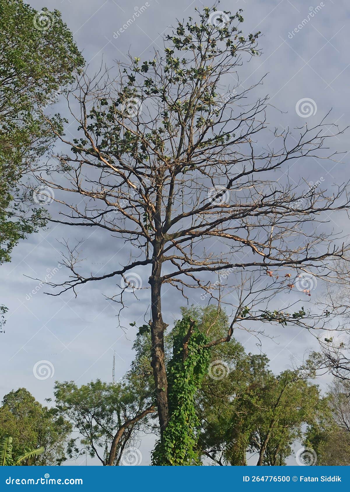 Tree Shed stock photo. Image of woodland, wildlife, frost - 264776500