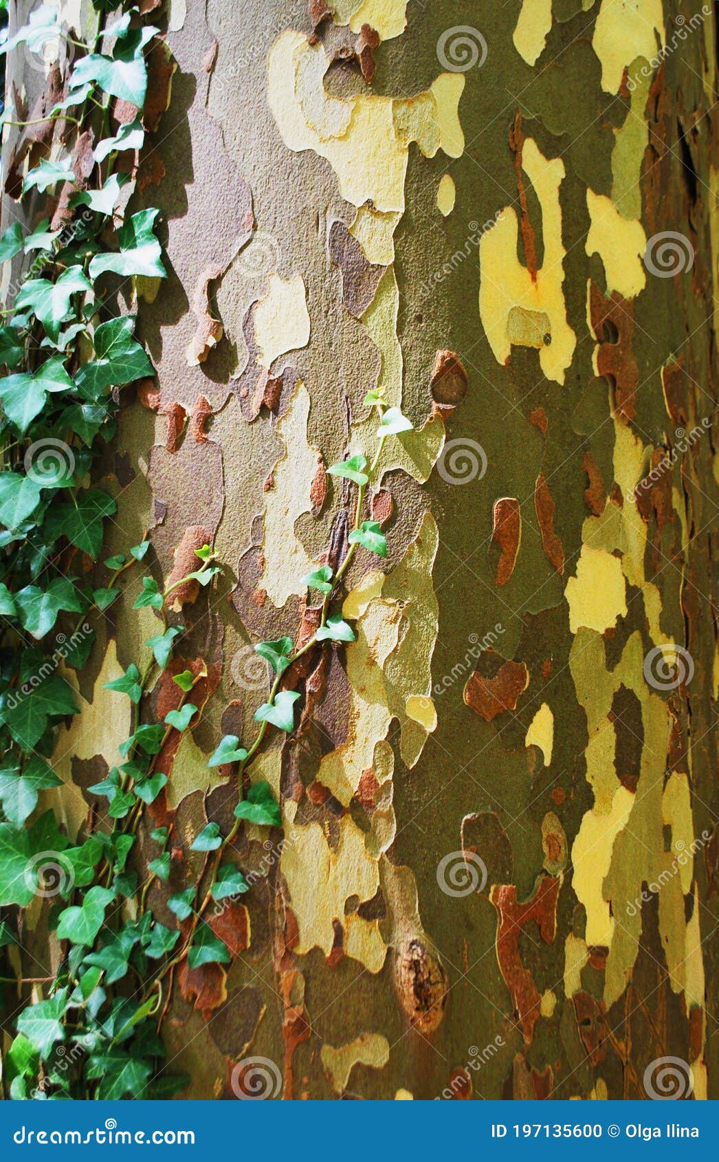 Bark With Unusual Patterns. Tree Bark Texture.Interesting Patterns On ...