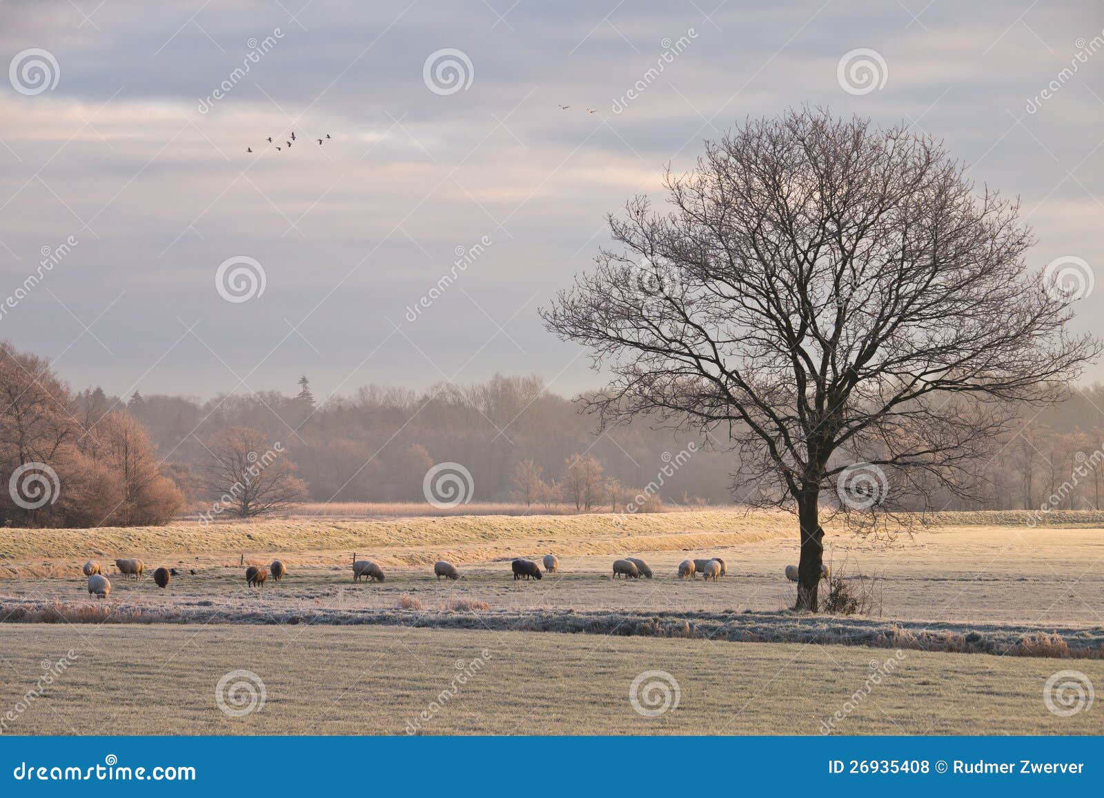Tree and sheep stock photo. Image of nature, grass, rural - 26935408