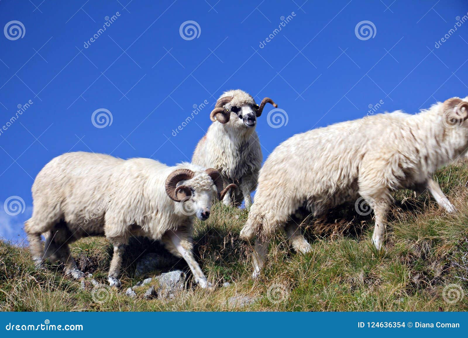 Tree And Sheep Royalty-Free Stock Photo | CartoonDealer.com #48490671
