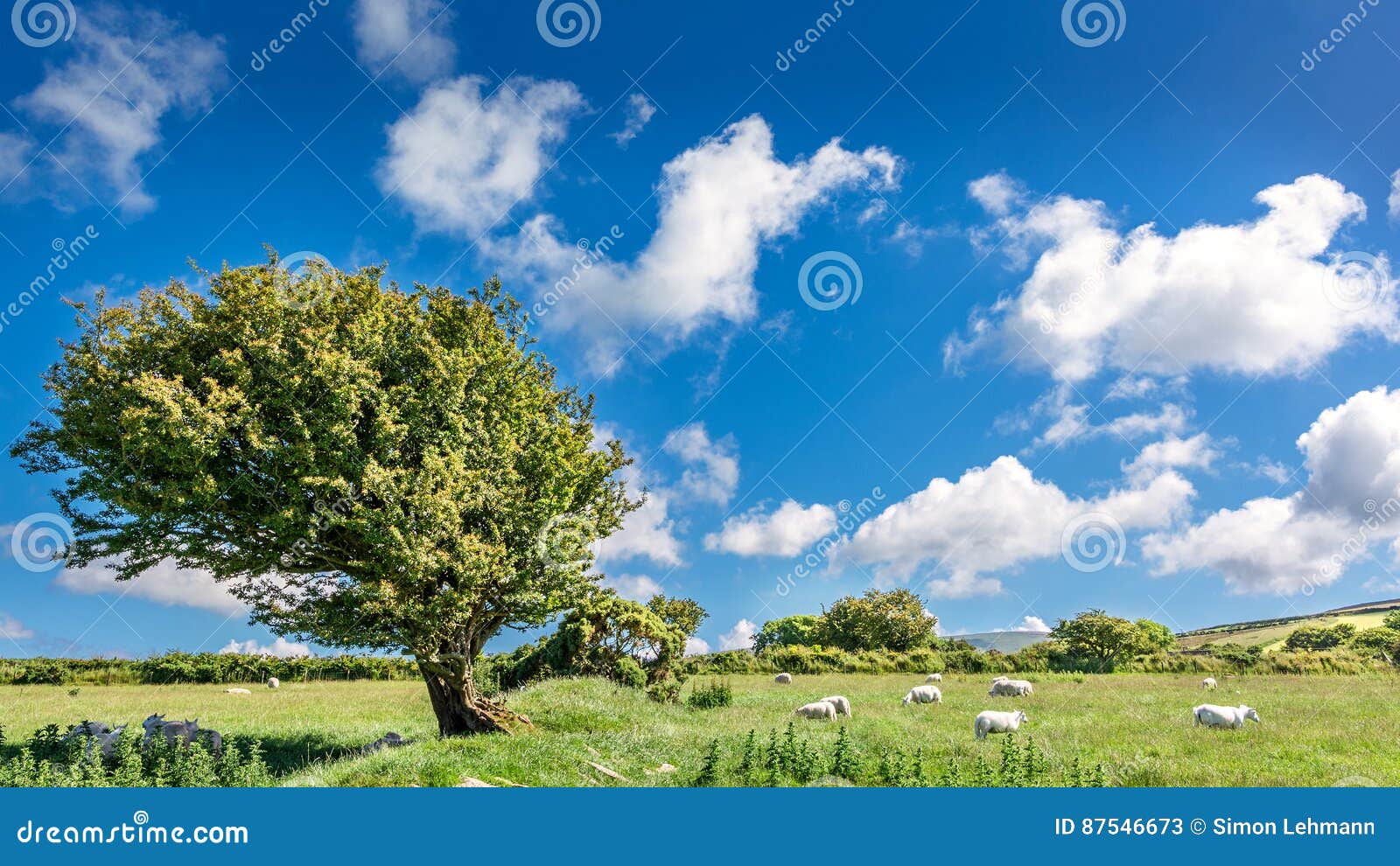 Tree and sheep in Wales stock image. Image of countryside - 87546673
