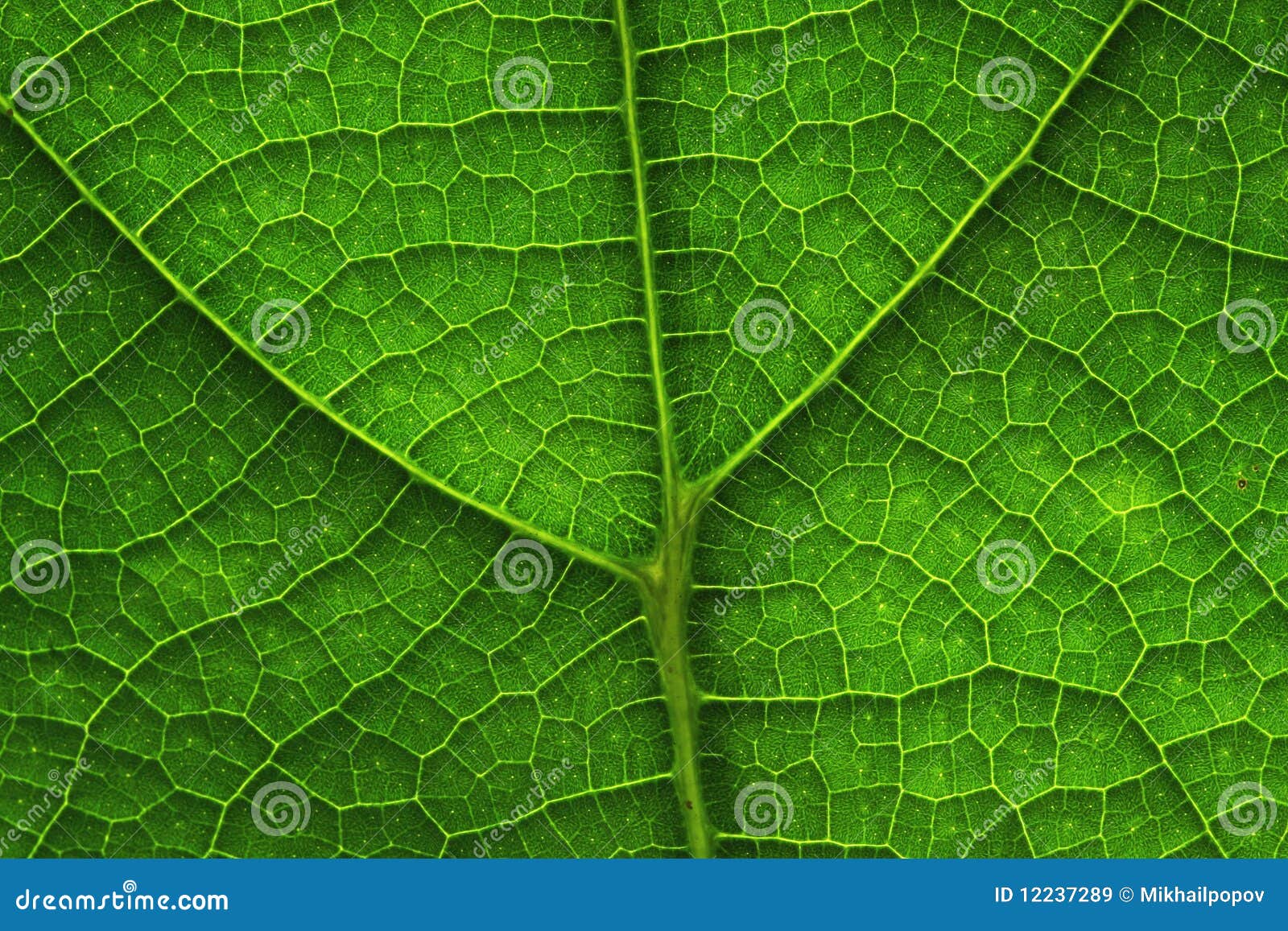 Tree sheet stock image. Image of juicy, sated, beautiful - 12237289