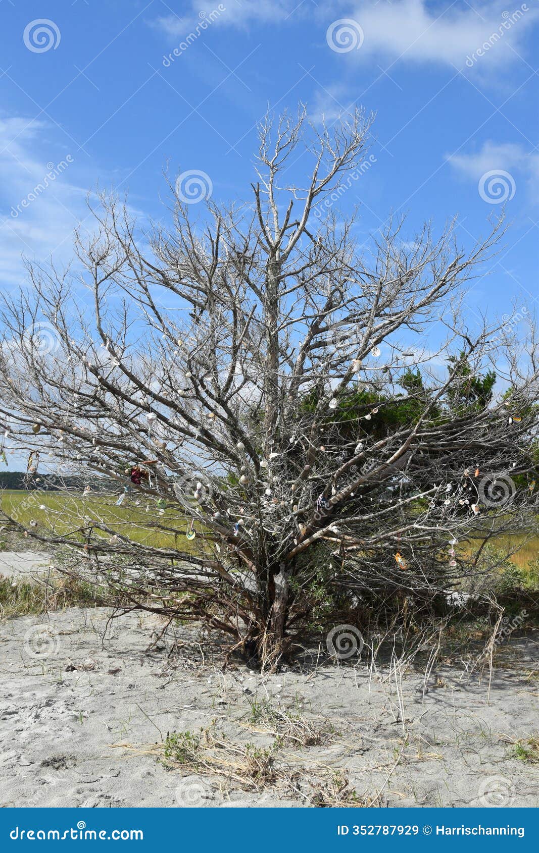 Tree of Shells...a Pretty Little Tree Decorated with Shells, South ...