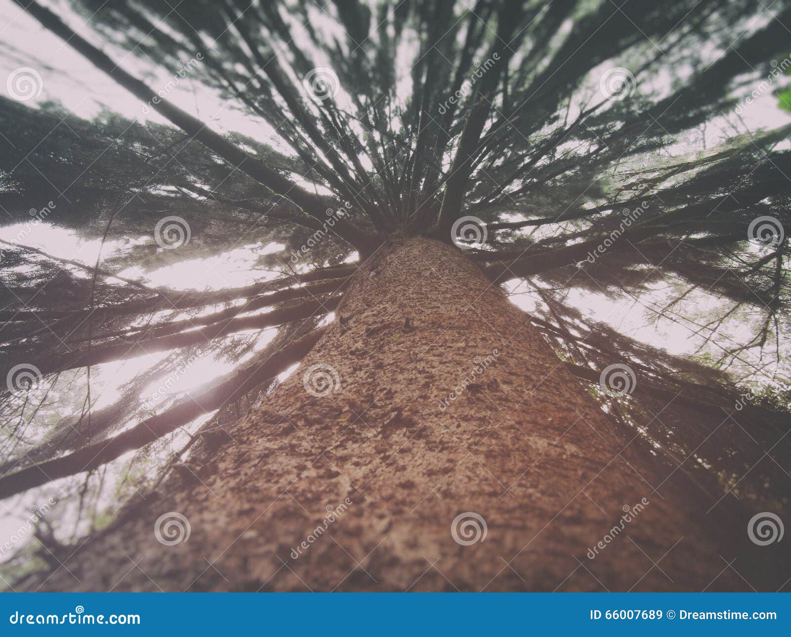 Tree in Sherbrooke forest stock image. Image of nature - 66007689