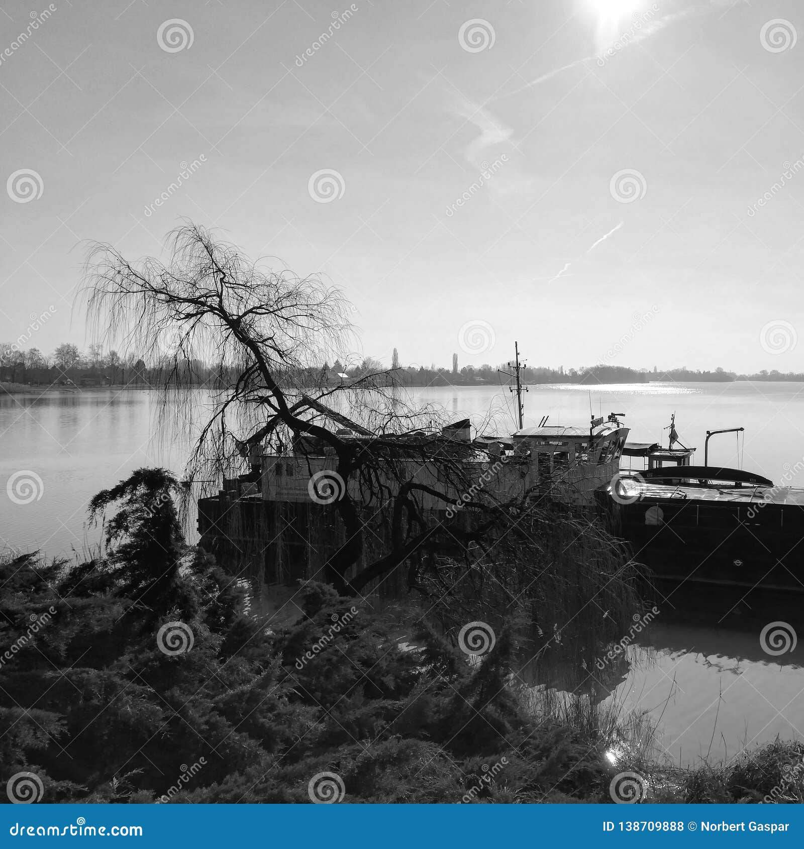 Tree and ship stock photo. Image of landscape, stilllife - 138709888