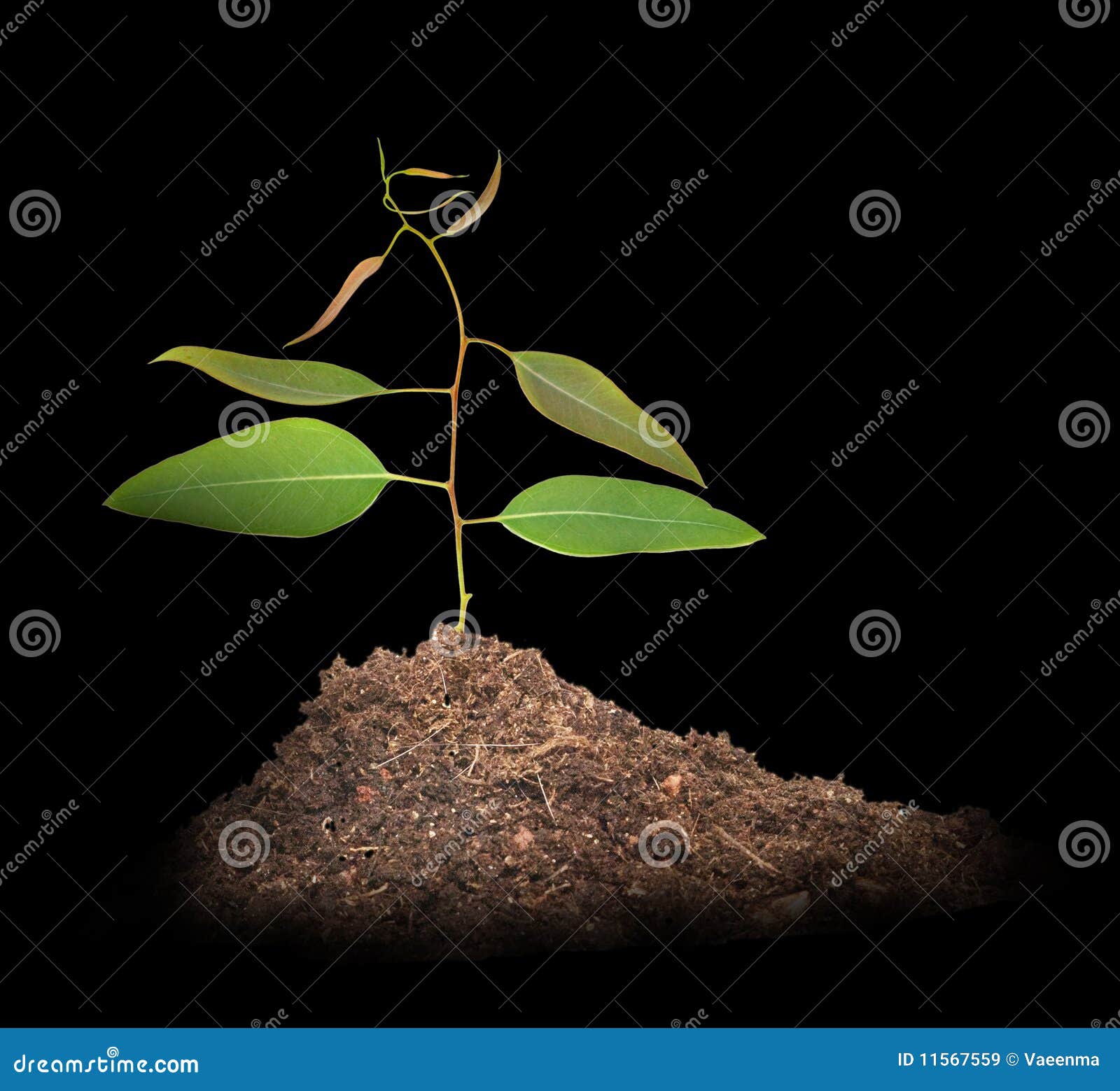 Tree shoot stock image. Image of reforestation, plant - 11567559