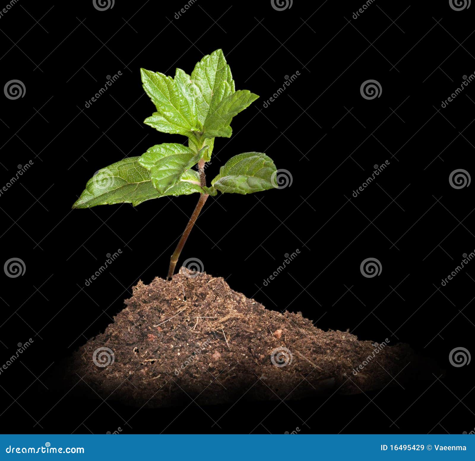 Tree shoot stock image. Image of plant, ecological, ecology - 16495429
