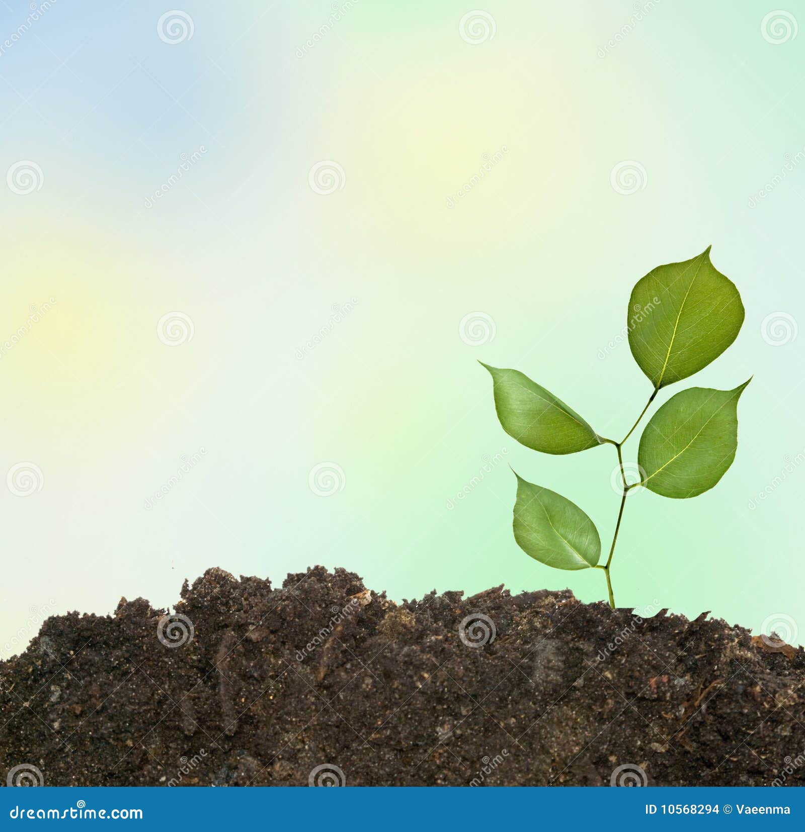 Tree shoot in earth stock photo. Image of ecological - 10568294