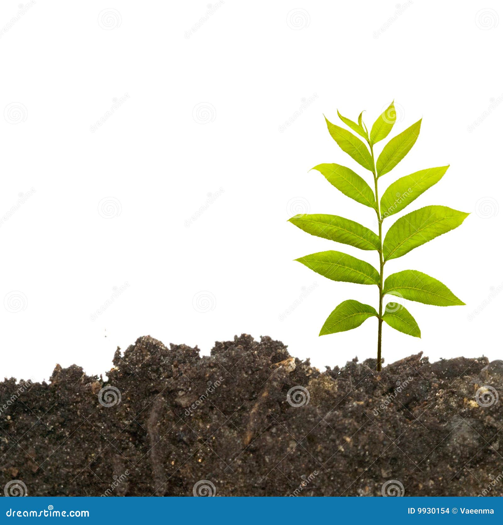 Tree shoot in earth stock photo. Image of living, issue - 9930154