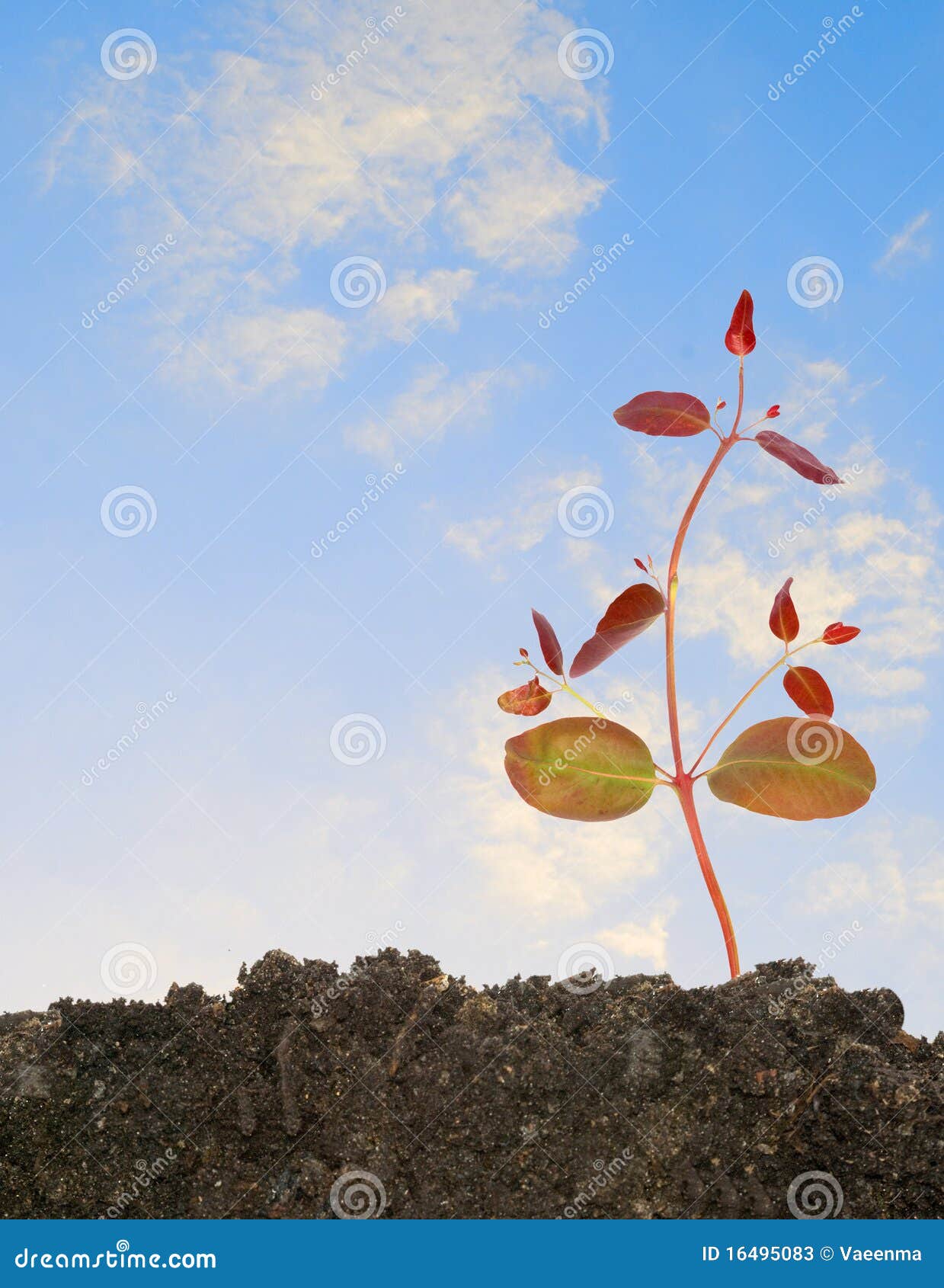 Tree shoot in soil stock image. Image of cloud, footprint - 16495083