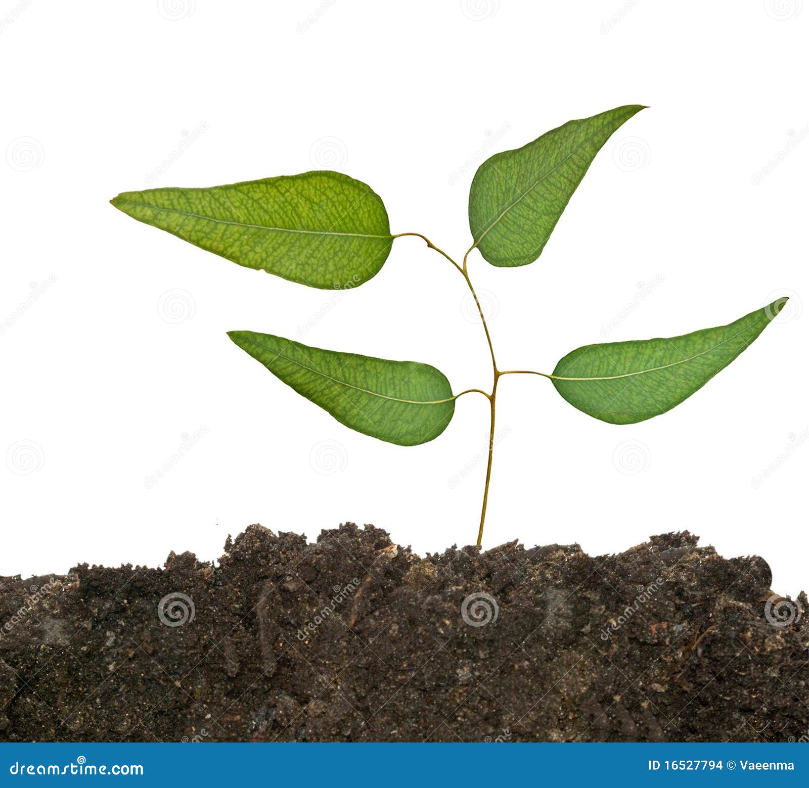Tree shoot in soil stock photo. Image of ecology, footprint - 16527794