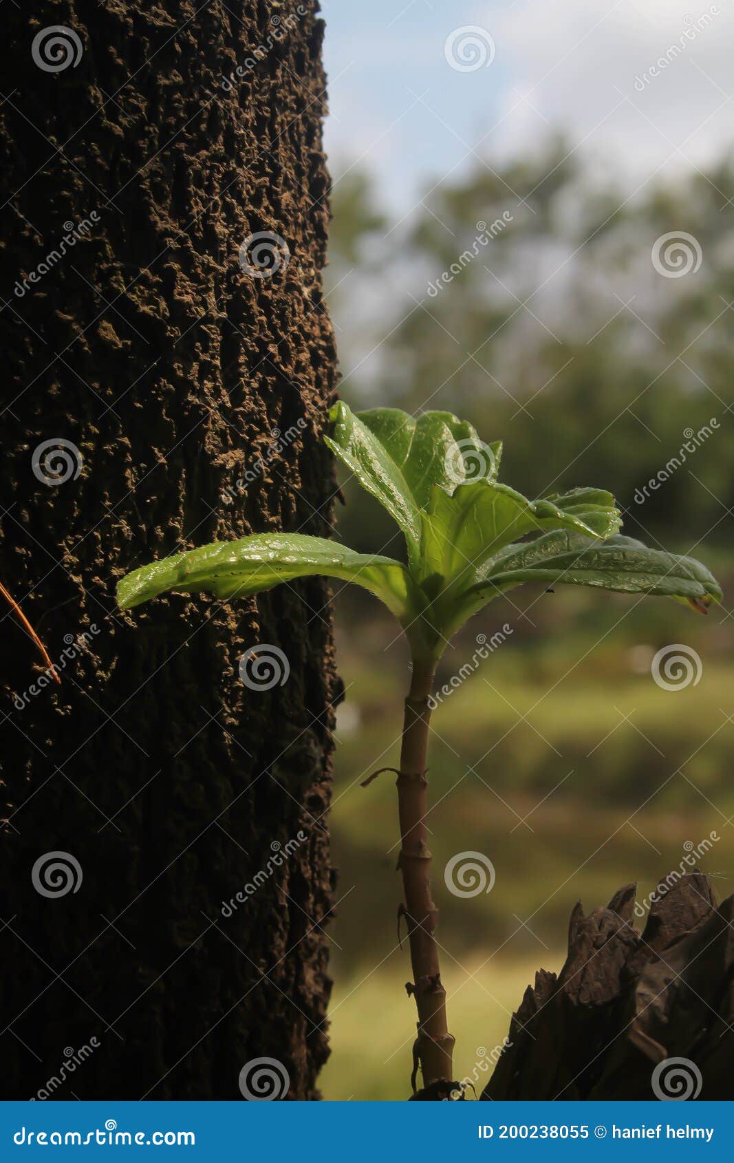 Tree shoots in the trunk stock image. Image of life - 200238055