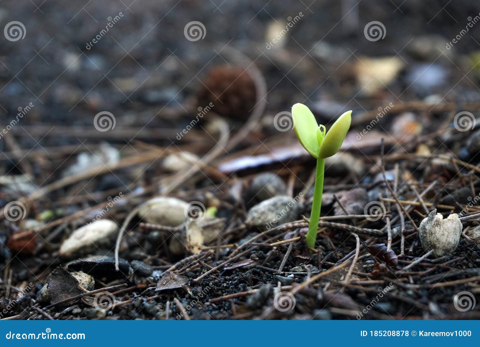 Tree shoots close up view stock photo. Image of gardening - 185208878