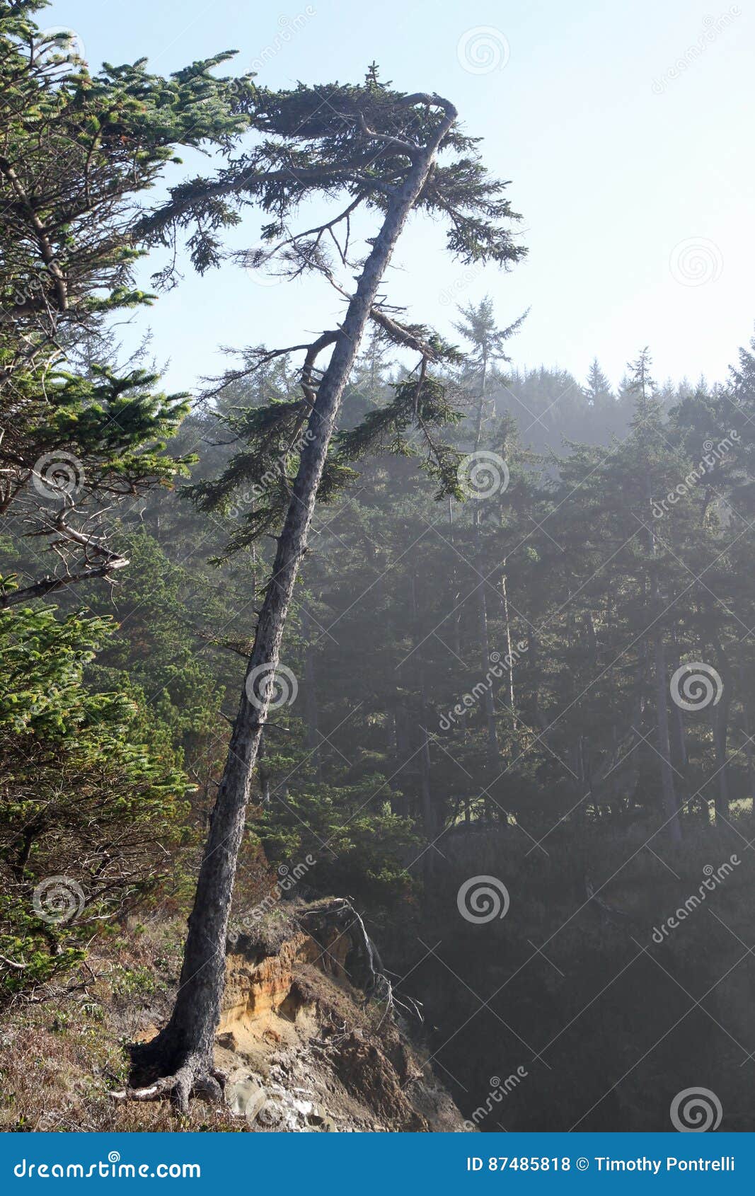 Tree in Shore Acres Park, Oregon Coast Stock Photo - Image of coast ...