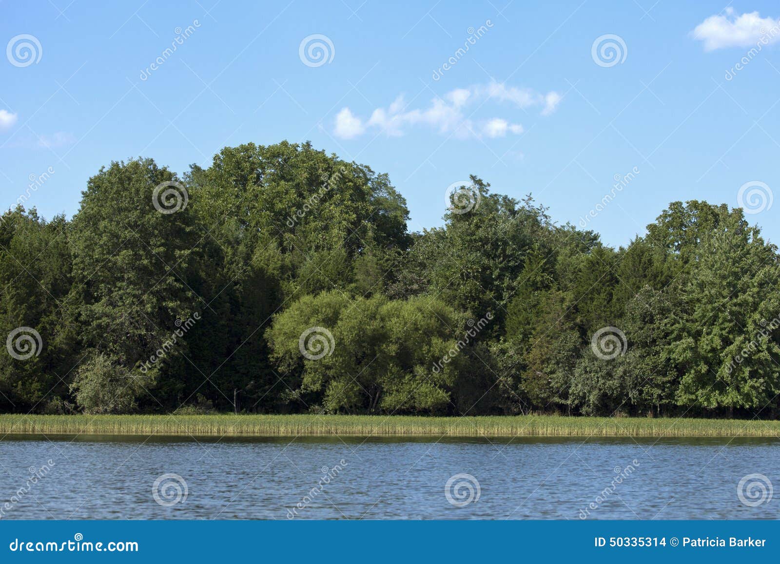 Tree Shoreline stock photo. Image of quiet, shoreline - 50335314