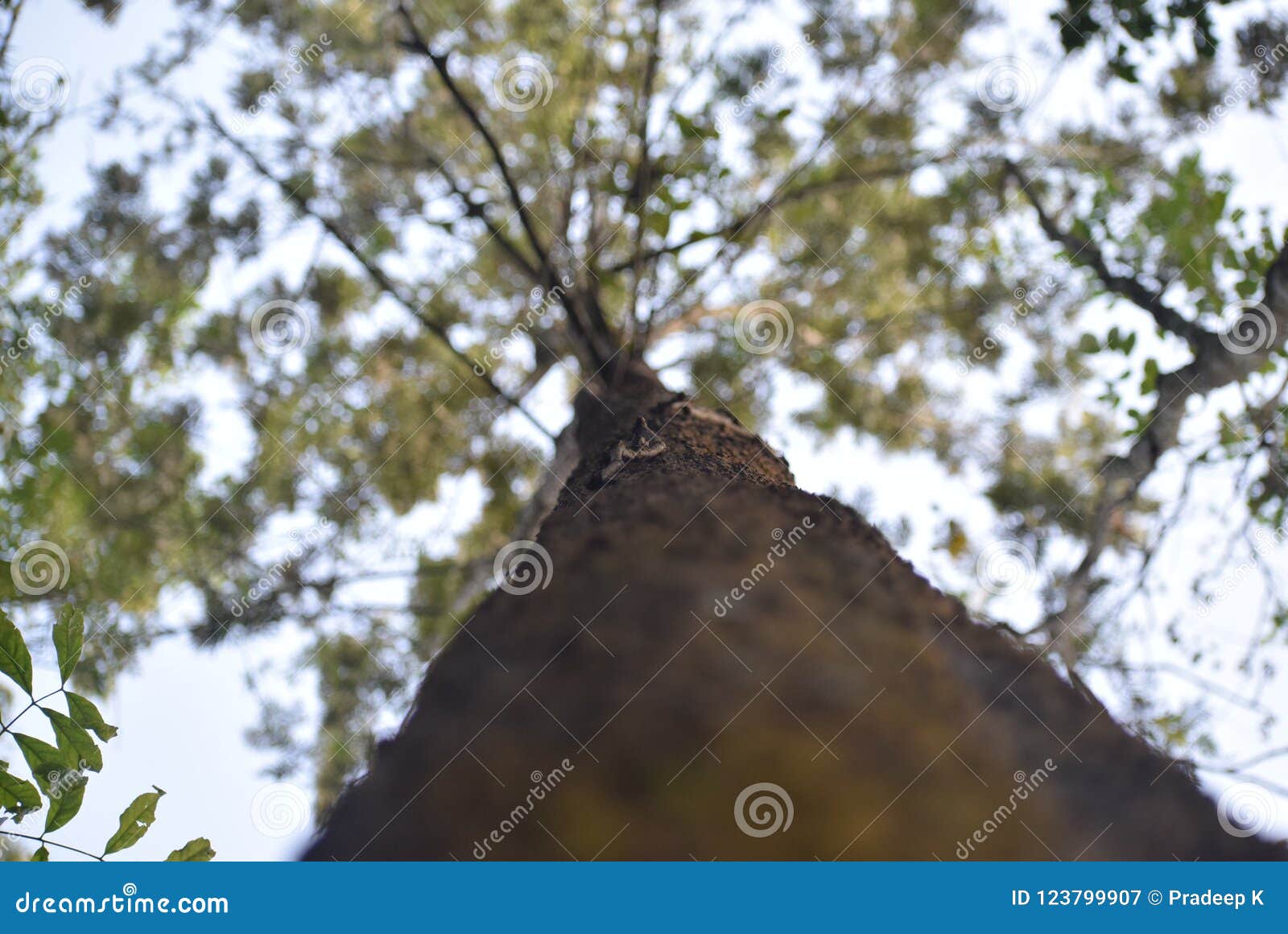 Tree shot stock image. Image of forest, shot, chikkamagaluru - 123799907