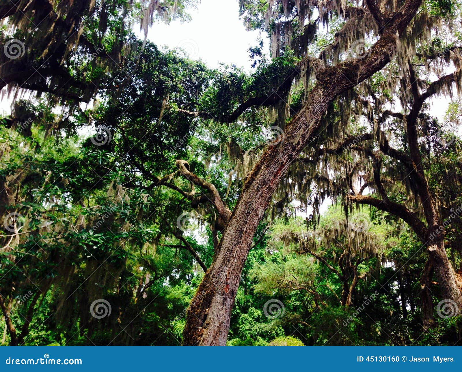 Tree shot stock photo. Image of scenery, shot, forest - 45130160