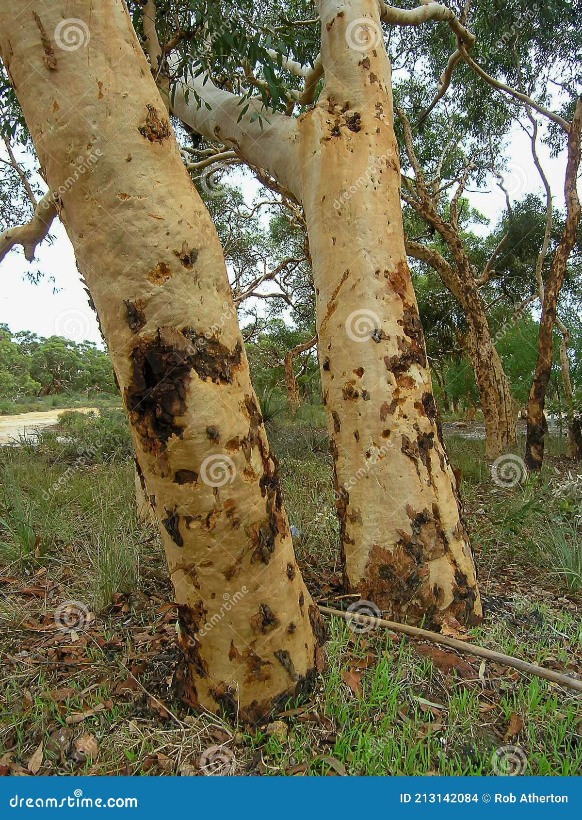 A Tree Showing the Damage Caused by Termites Stock Photo - Image of ...