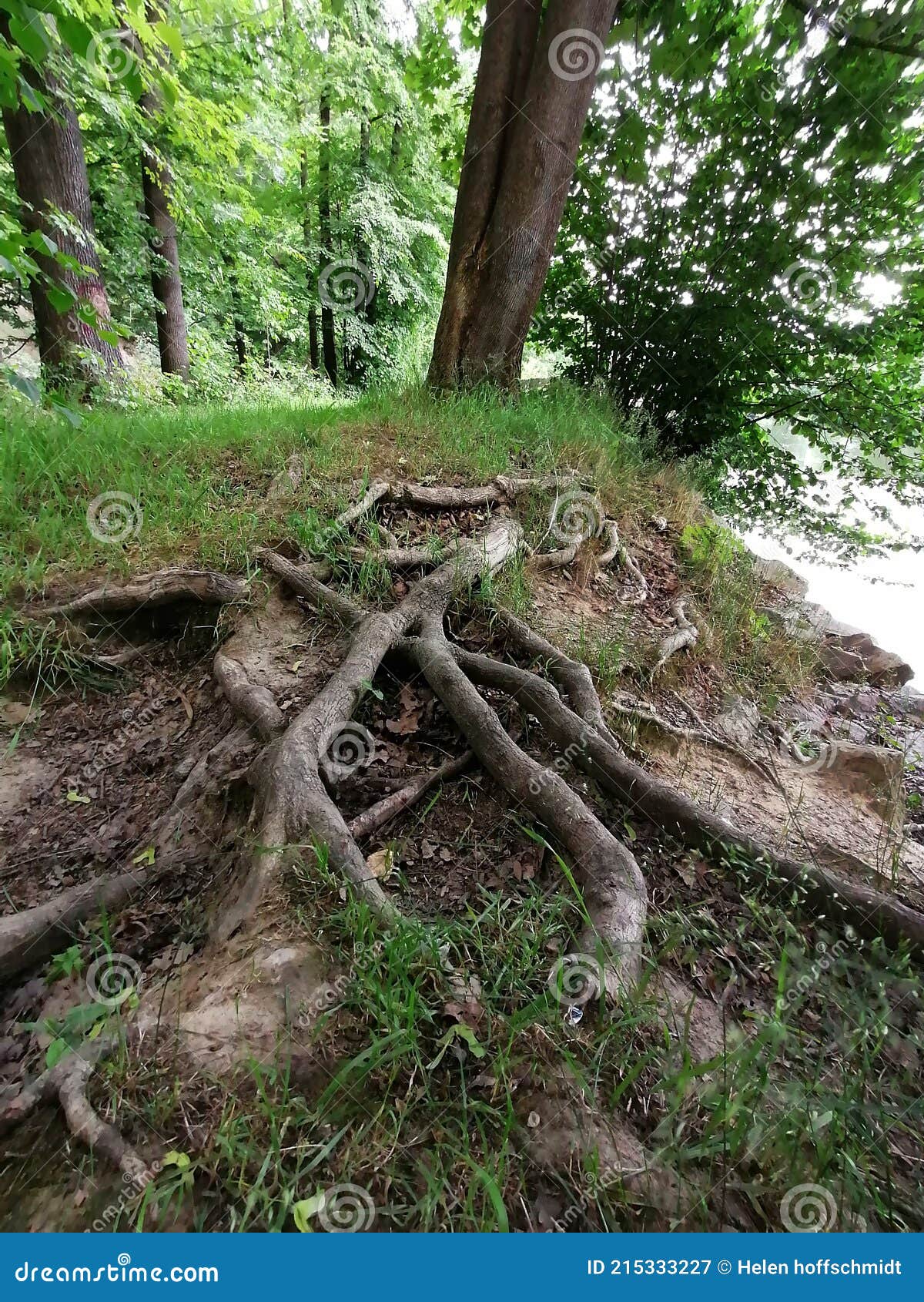Tree shows its roots stock image. Image of forest, wilderness - 215333227