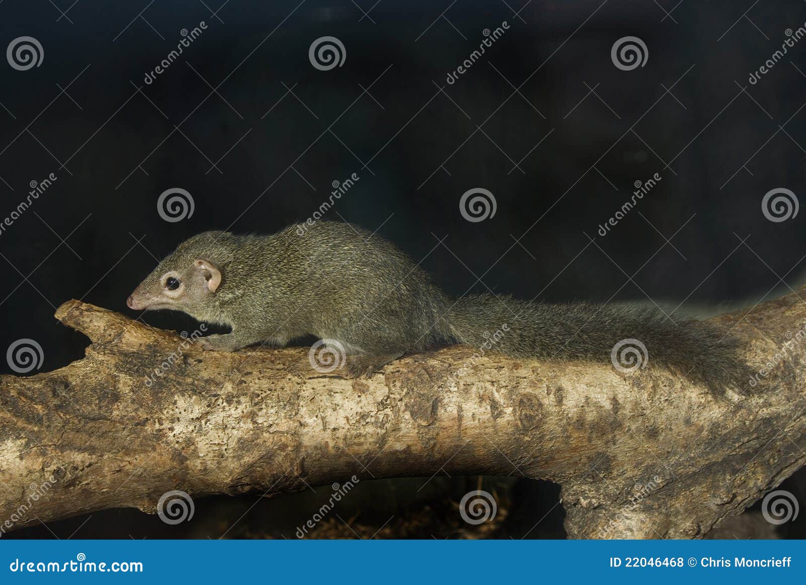 Tree Shrew stock photo. Image of wildlife, ellioti, trees - 22046468