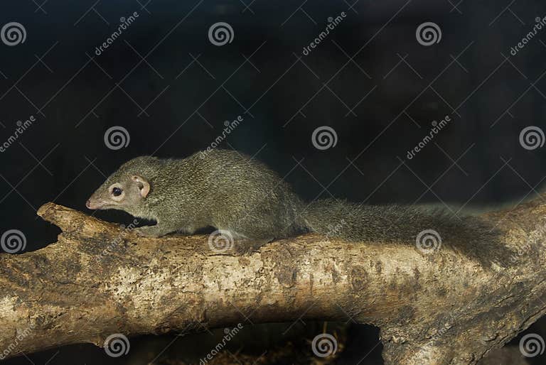 Tree Shrew stock photo. Image of wildlife, ellioti, trees - 22046468
