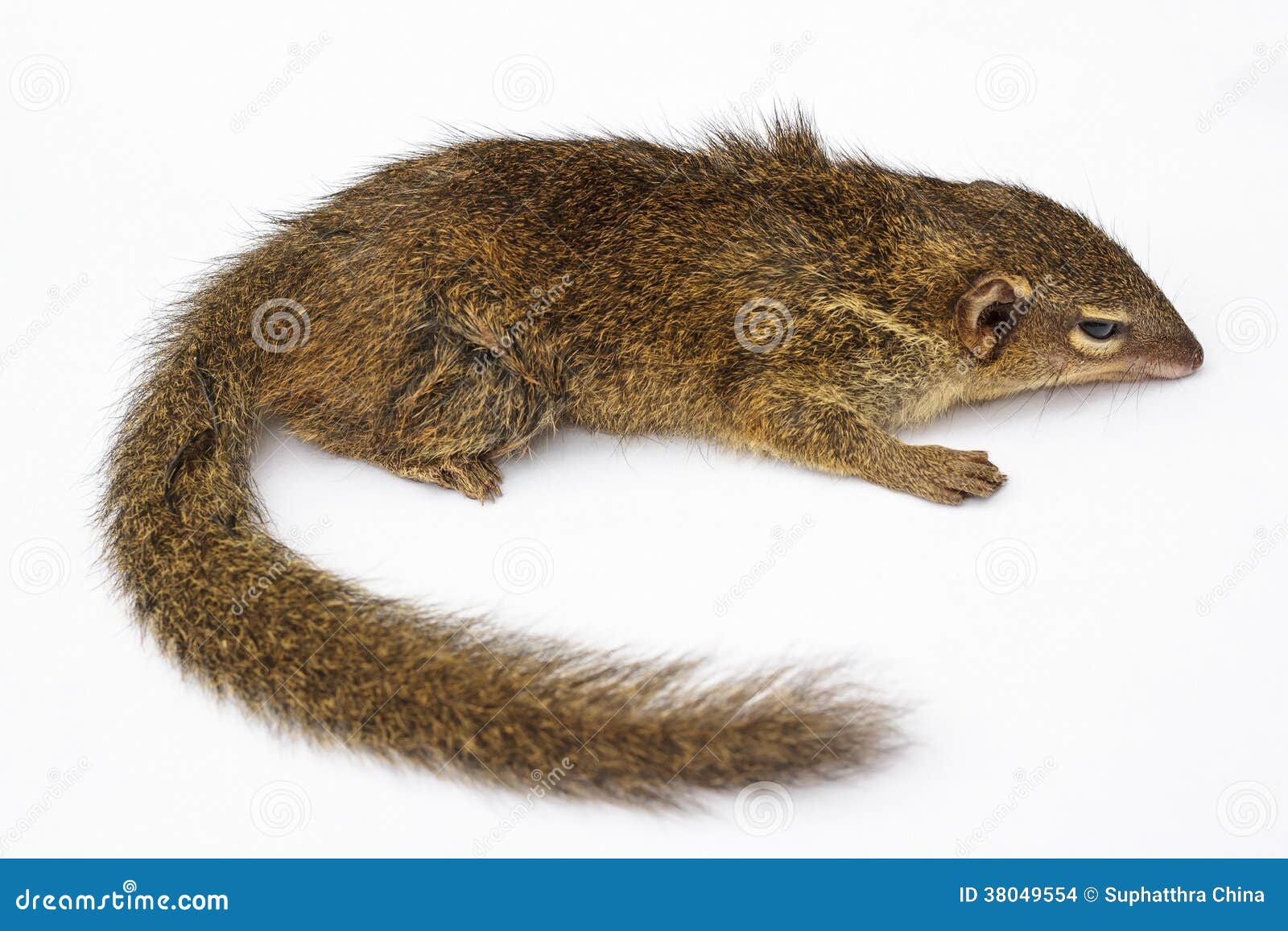 Tree Shrew stock photo. Image of nose, curiosity, cute - 38049554