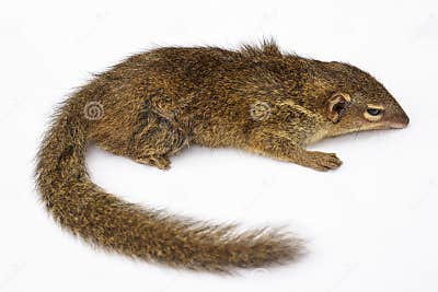 Tree Shrew stock photo. Image of nose, curiosity, cute - 38049554