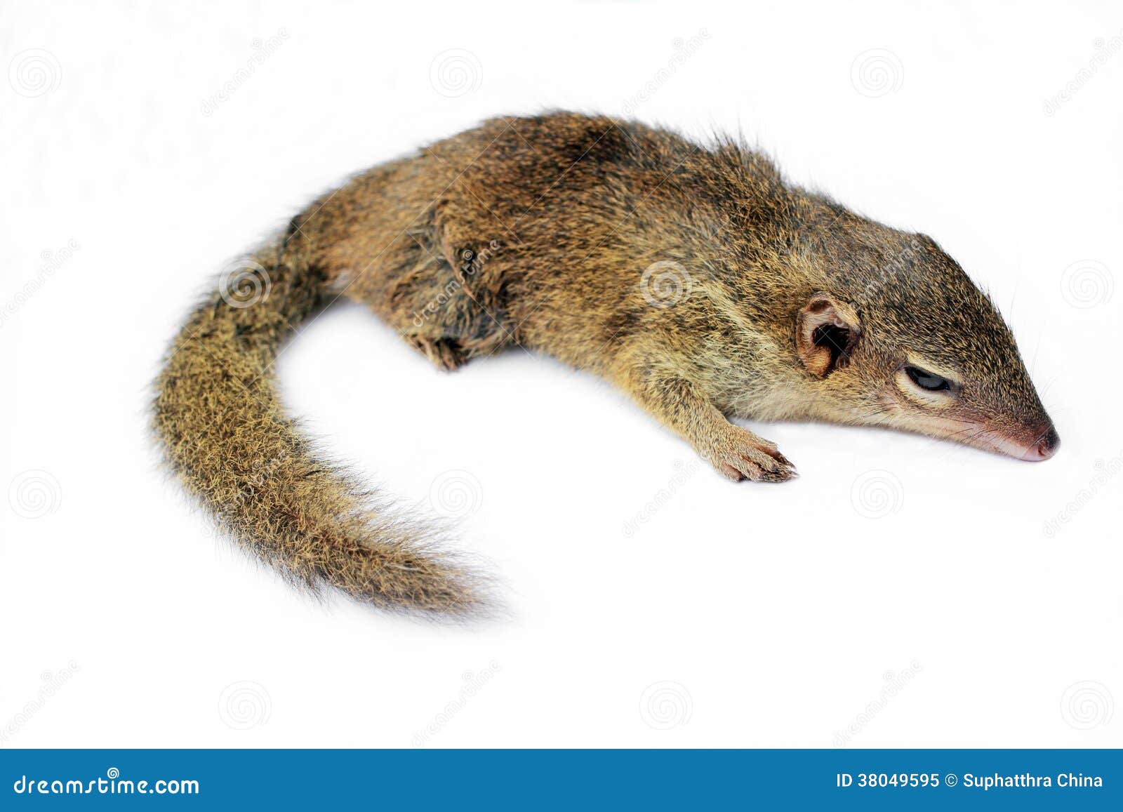 Tree Shrew stock image. Image of claw, white, mammal - 38049595
